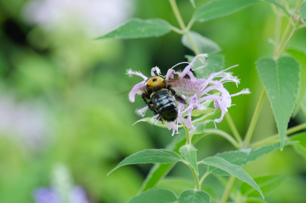 Eastern Carpenter Bee from The Southampton, St. Louis, MO 63109, USA on ...