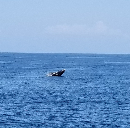 North Atlantic Humpback Whale from 5, Punta Balandra 32000, Dominican ...