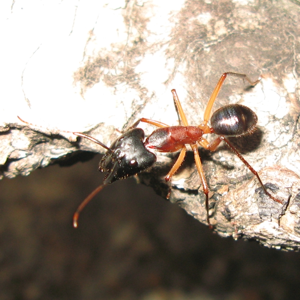 Camponotus confusus from Mareeba QLD 4880, Australia on December 29 ...