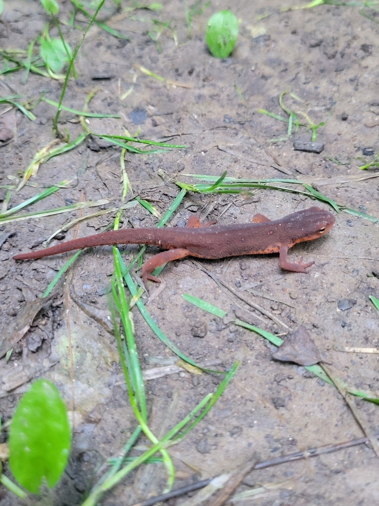Eastern Newt from St Albans Township, OH, USA on July 8, 2021 at 07:56 ...