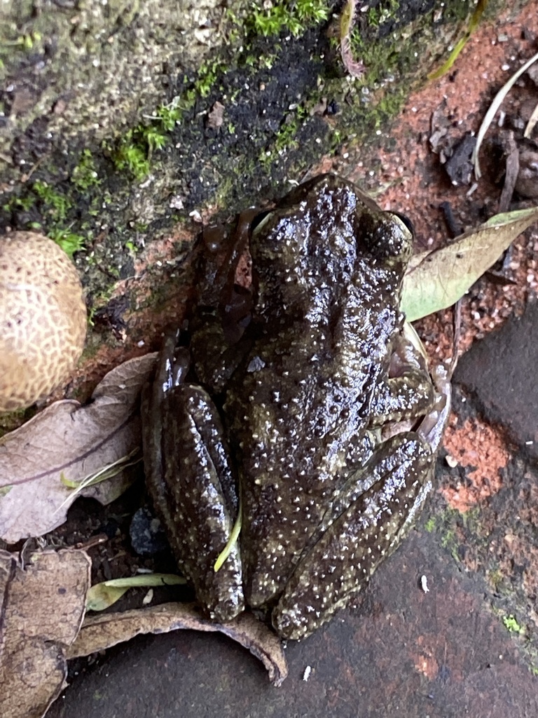 Guatemala Spikethumb Frog in July 2021 by Rita Castillo · iNaturalist