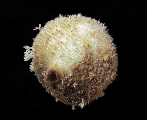 Family Grantiidae · iNaturalist