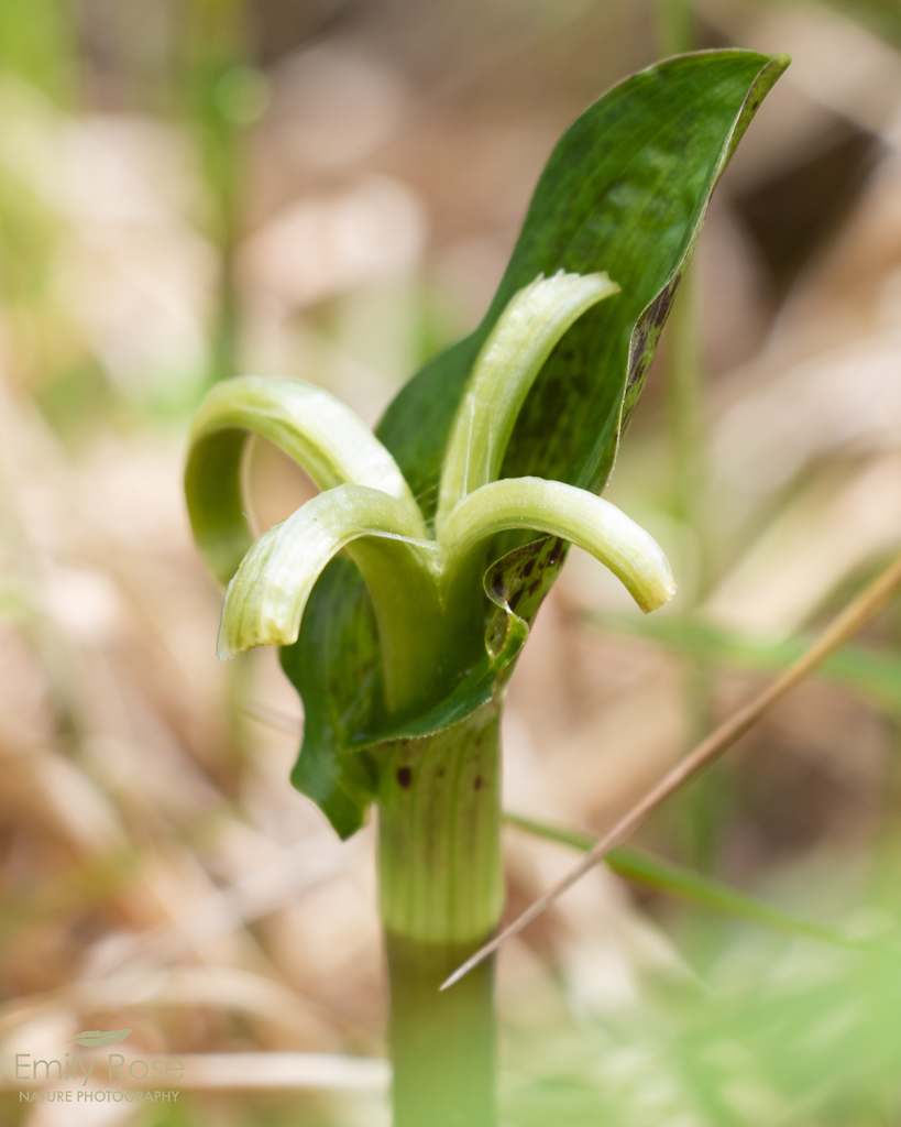 white twisted-stalk from Seward, AK 99664, USA on June 10, 2021 at 05: ...