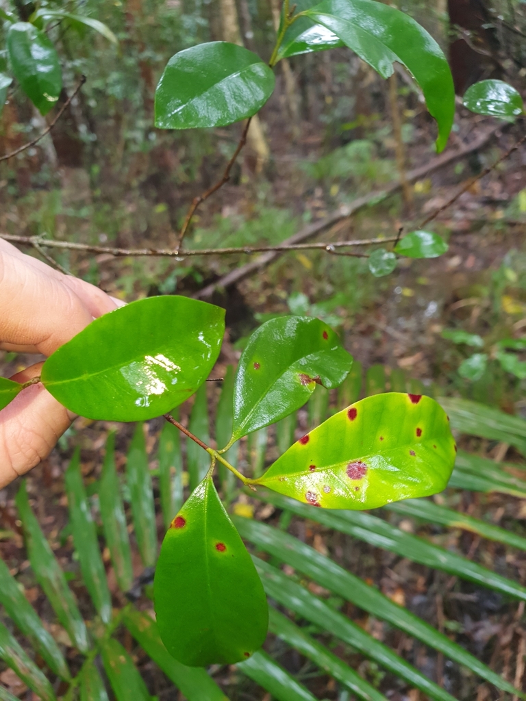 Lenwebbia from Maroochydore Rd near Whites Rd, Forest Glen QLD 4556 ...