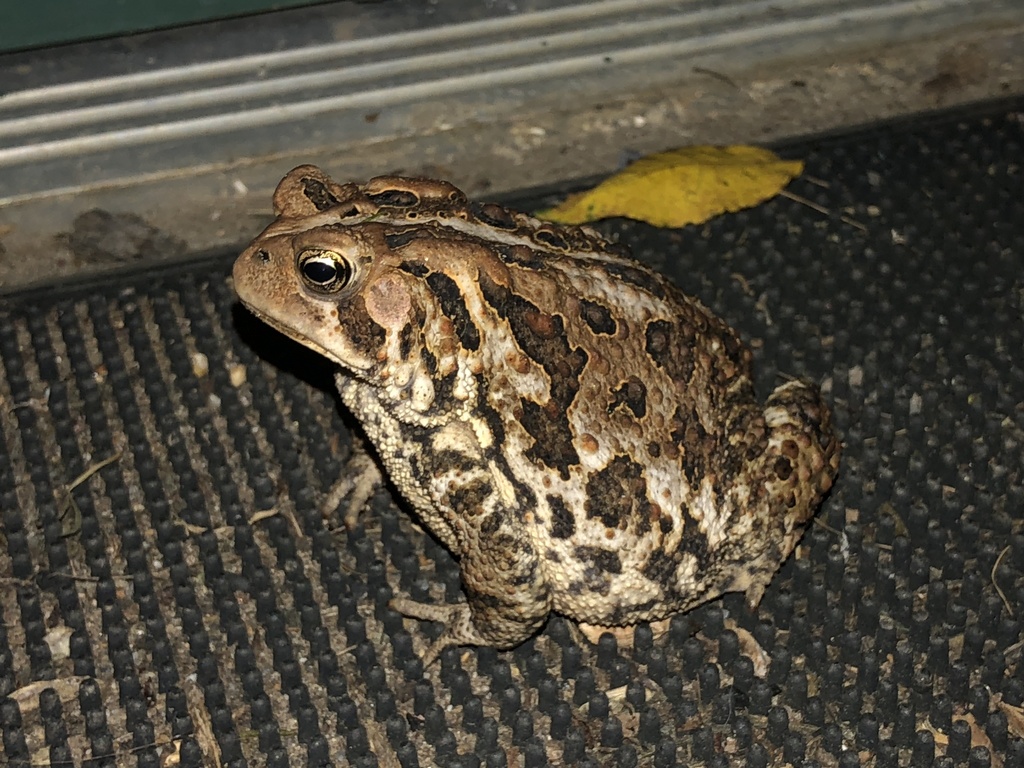American Toad from Barley Mill Rd, Hockessin, DE, US on July 08, 2021 ...