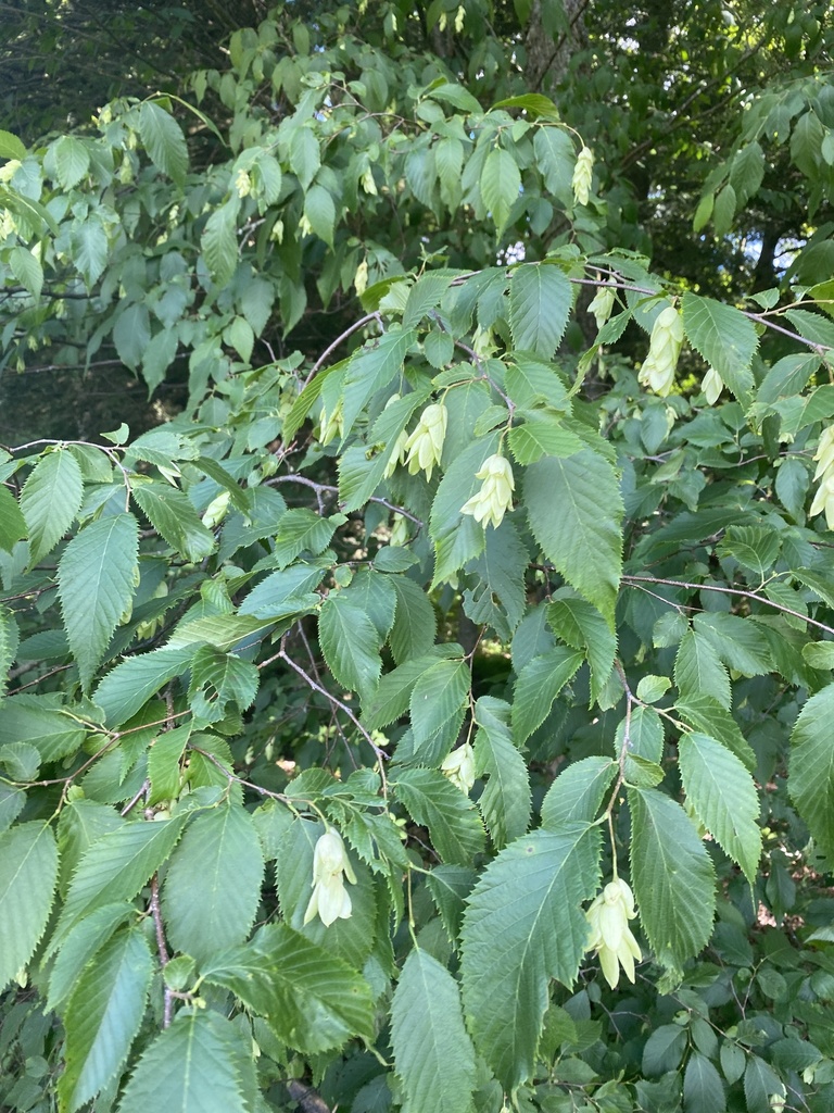 American hophornbeam from Cincinnatus, NY, US on July 04, 2021 at 04:15 ...