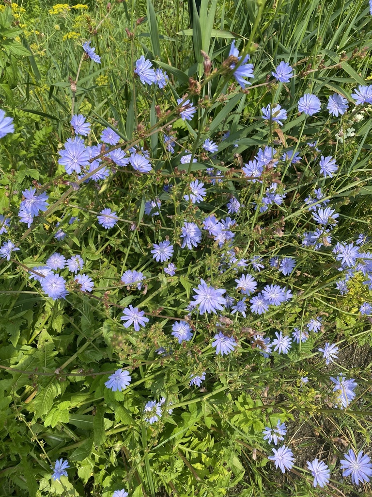 chicory from Hoxie Gorge Freetown Rd, Marathon, NY, US on July 8, 2021 ...