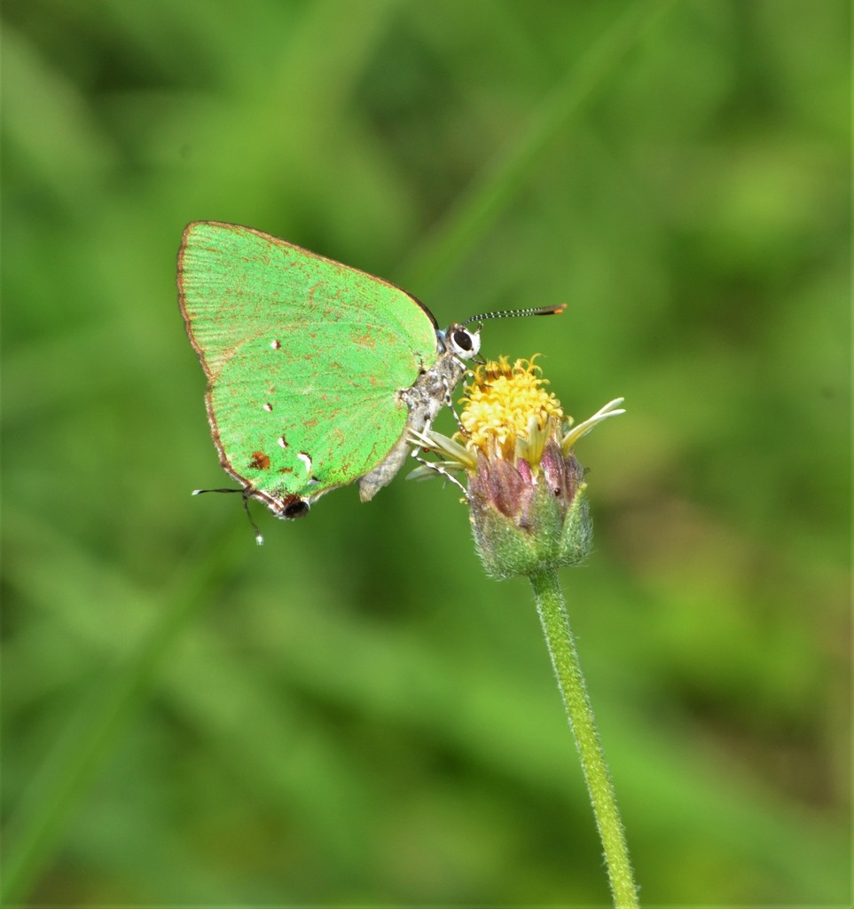 Tropical Greenstreak from 63734 Cruz de Huanacaxtle, Nay., México on ...