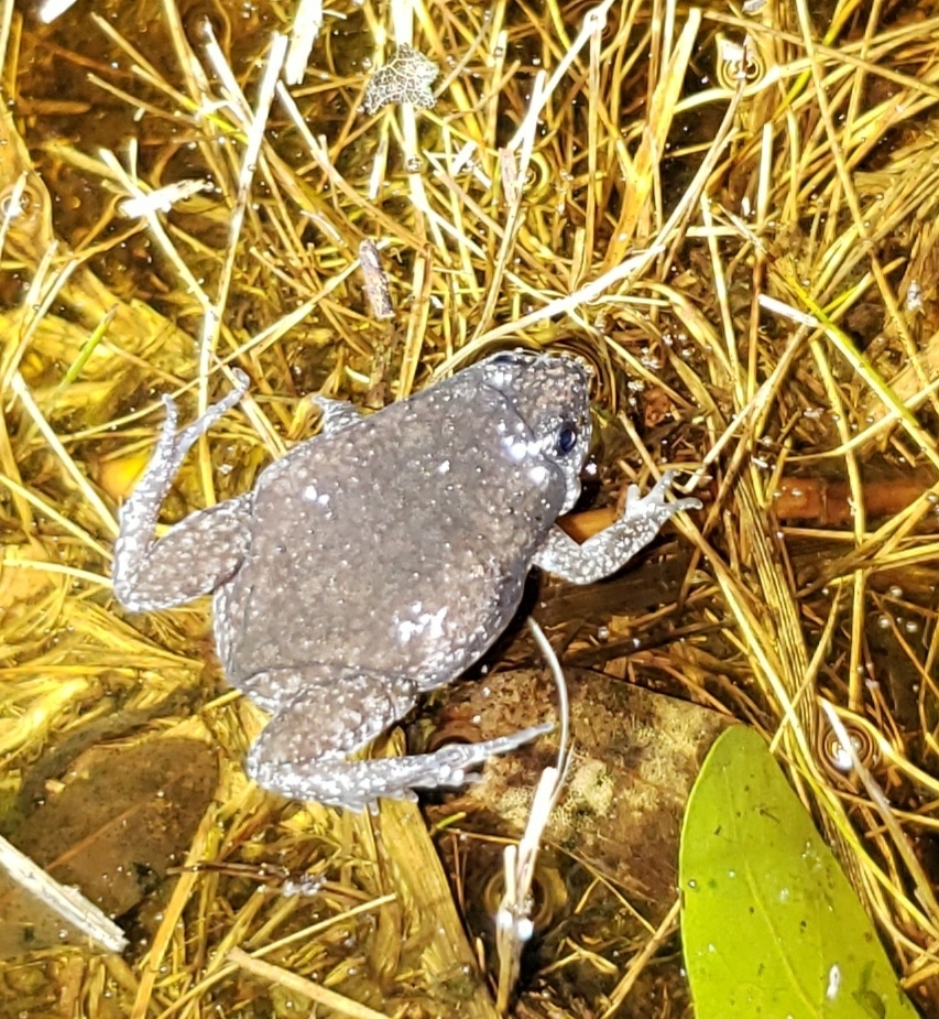 Eastern Narrow-mouthed Toad from Fargo, GA 31631, USA on July 08, 2021 ...