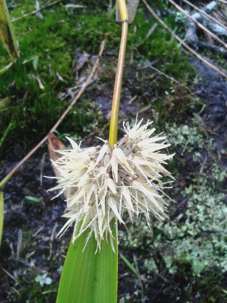 Myoxanthus affinis in March 2018 by Rudy Gelis · iNaturalist
