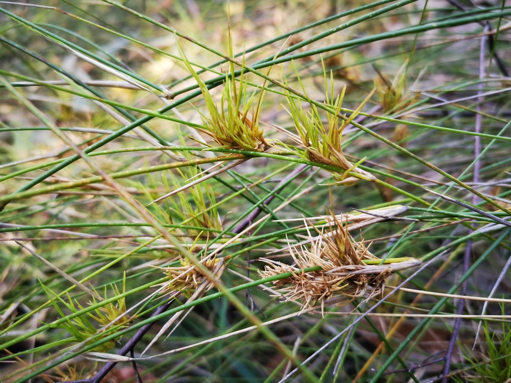 wiry spear-grass from Belgrave South VIC 3160, Australia on July 9 ...