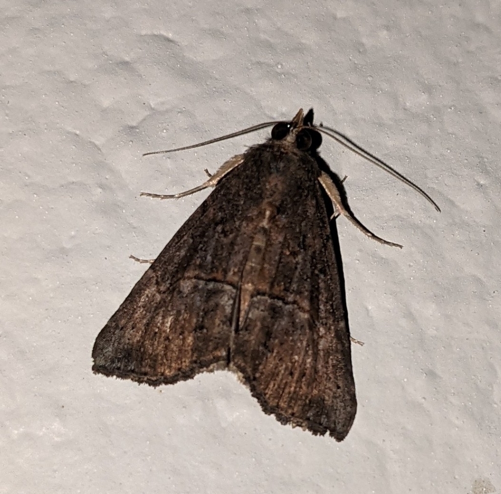 Green Cloverworm Moth from Madelia, MN 56062, USA on July 9, 2021 at 04 ...