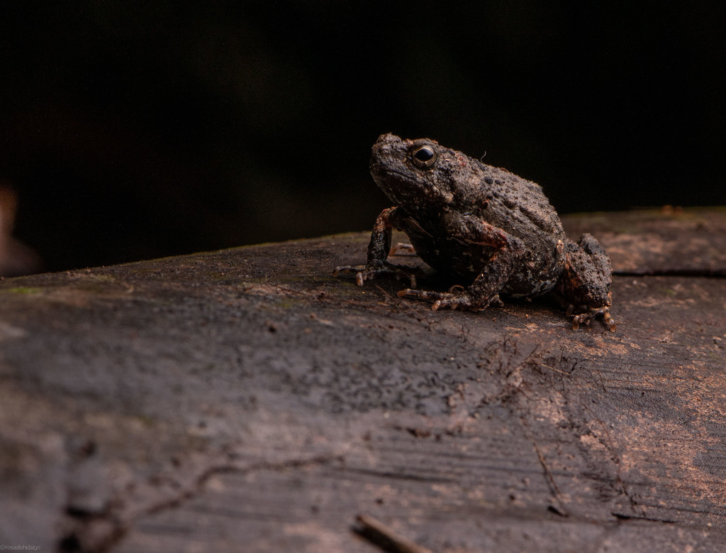 Túngara Frog from El Silencio Natural Reserve on June 21, 2021 by ...