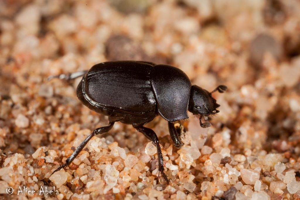 Canthon melanus from Hereford, Arizona, United States on July 24, 2013 ...