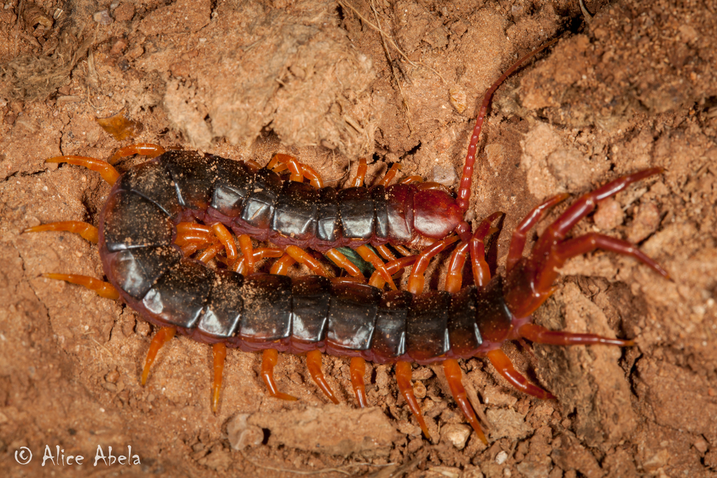 Common Desert Centipede from Cochise County, US-AZ, US on July 23, 2013 ...