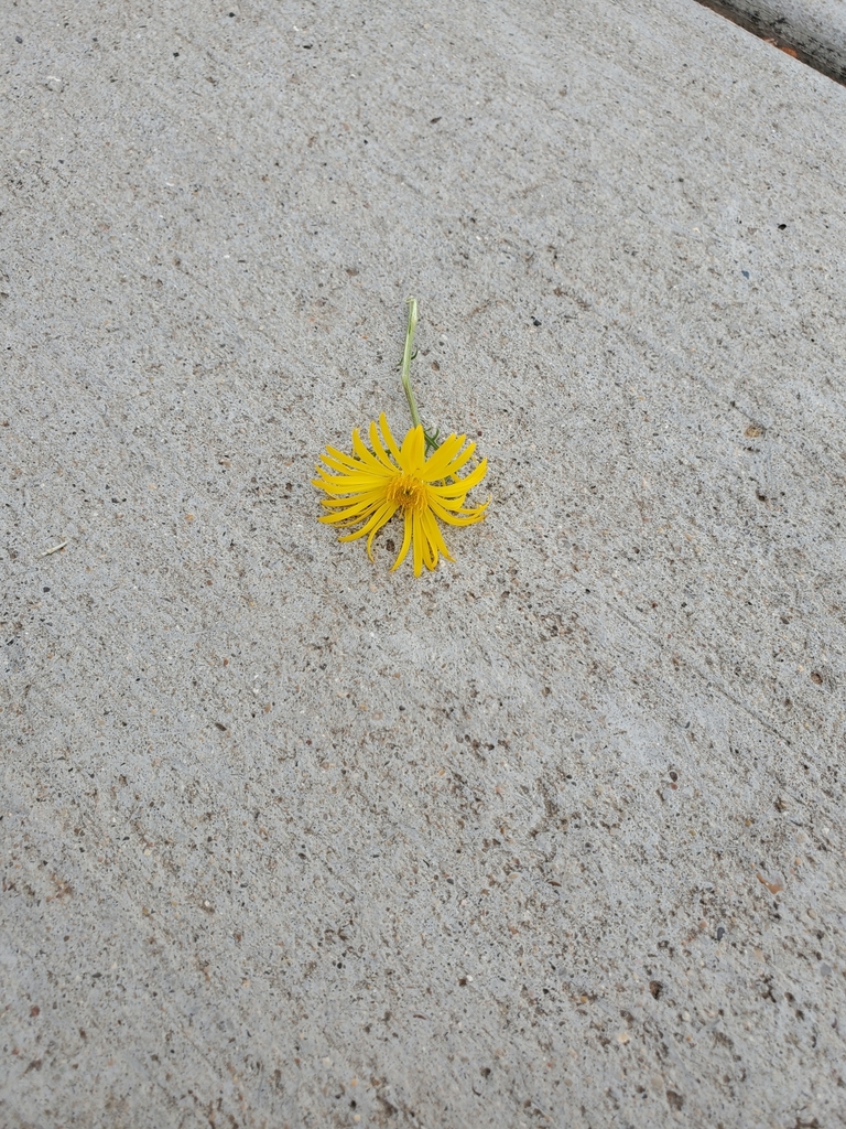 Spiny Goldenweed from Hobbs, NM, USA on April 27, 2021 at 05:30 PM by ...