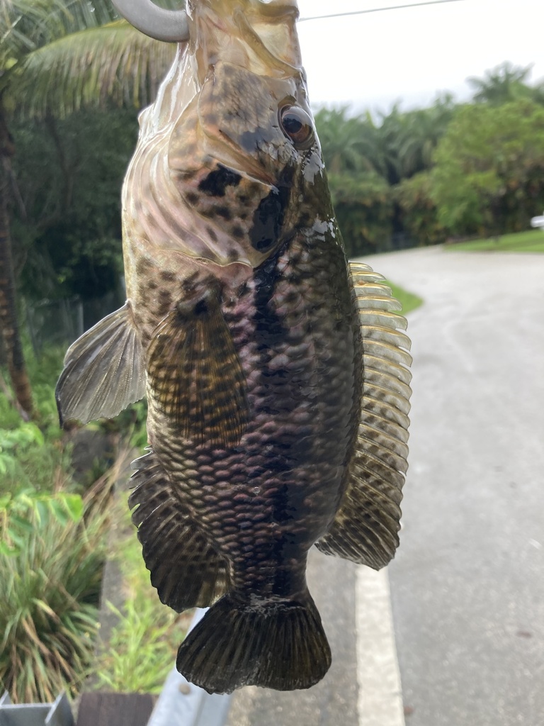 Jaguar Guapote from SW 49th St, Davie, FL, US on June 30, 2021 at 06:35 ...