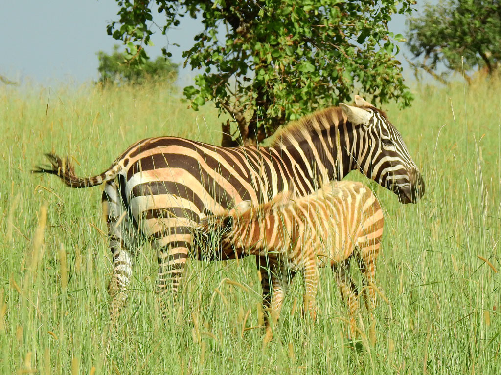 Maneless Zebra (Equus quagga borensis) - Know Your Mammals