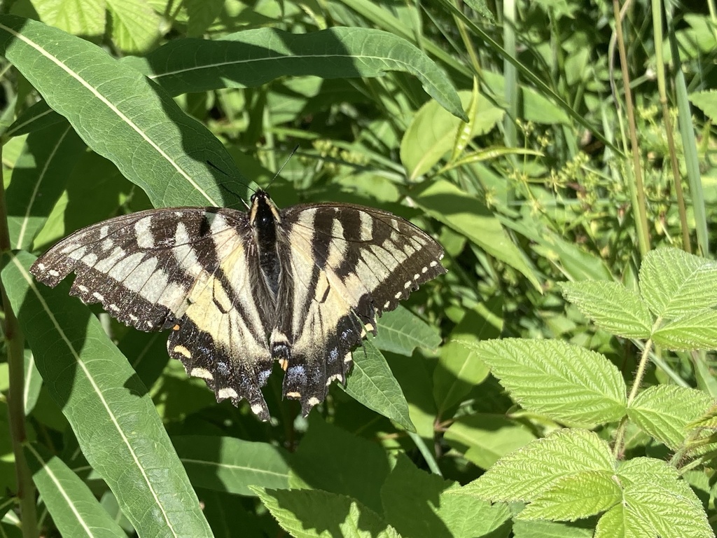 Canadian Tiger Swallowtail from Silver Bay, MN, US on July 08, 2021 at ...