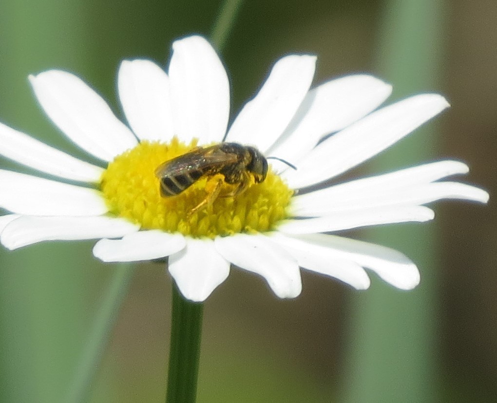 Ligated Furrow Bee from Nearman Hills, Kansas City, KS, USA on June 10 ...
