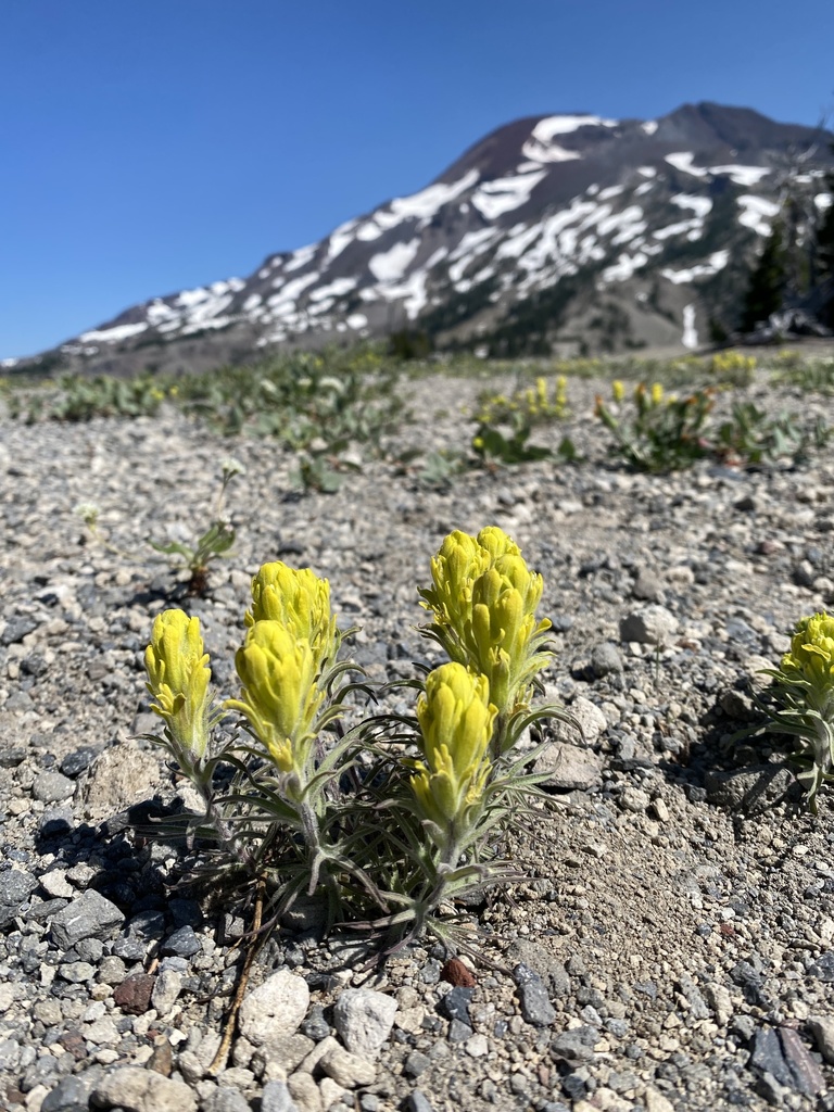 Cobwebby Paintbrush from Deschutes National Forest, Sisters, OR, US on ...