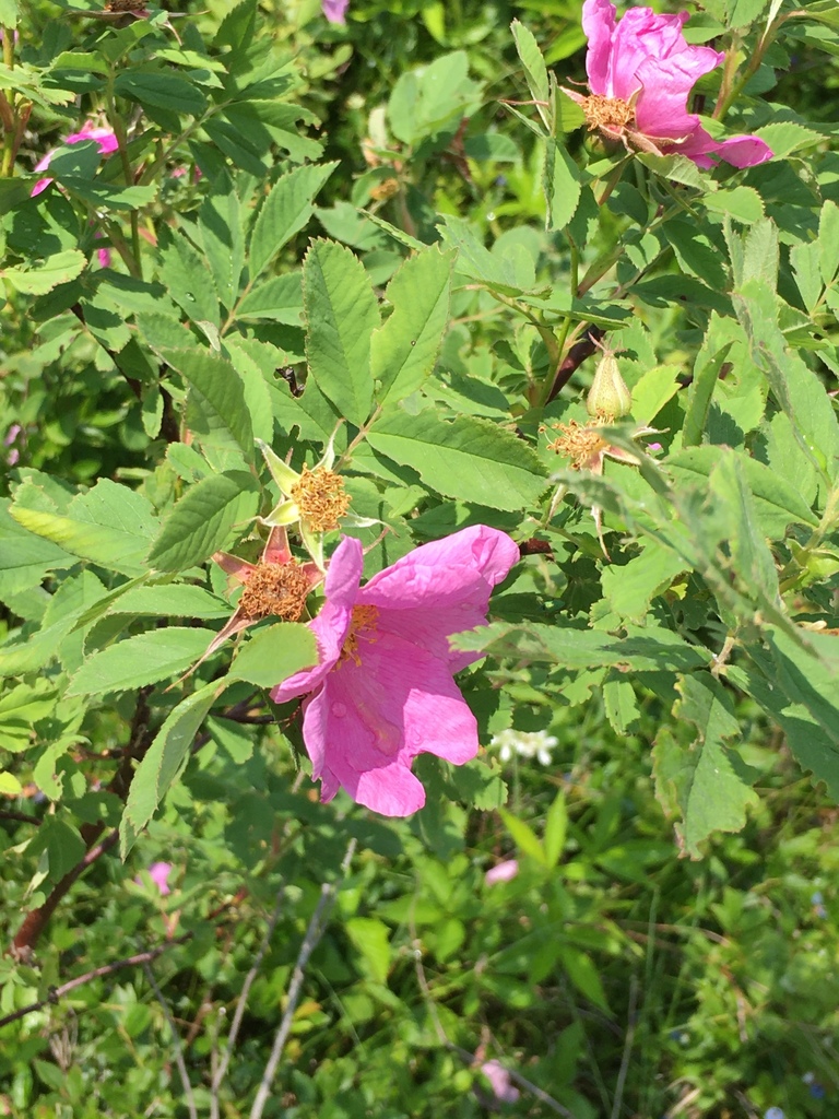 smooth rose from Pointe des Chênes, Goulais River, ON, CA on July 05 ...
