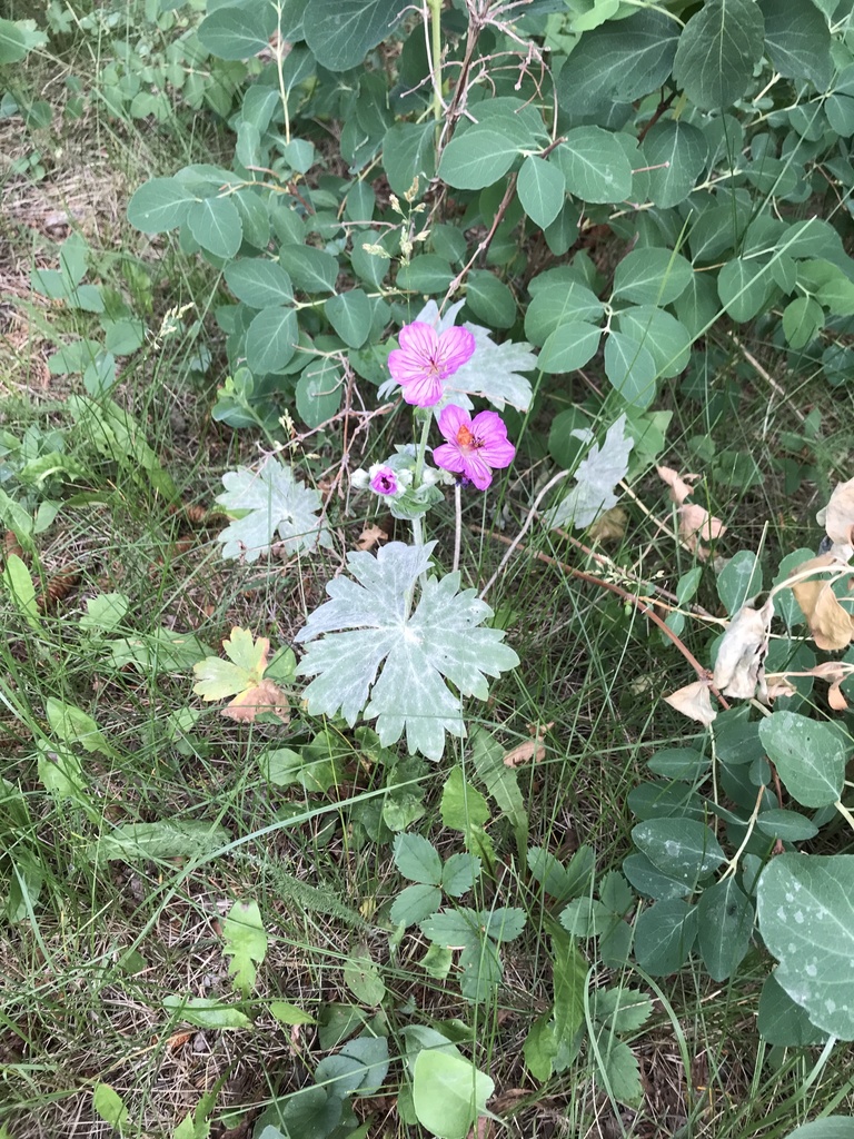 sticky geranium from Cypress Hills Interprovincial Park, Maple Creek ...