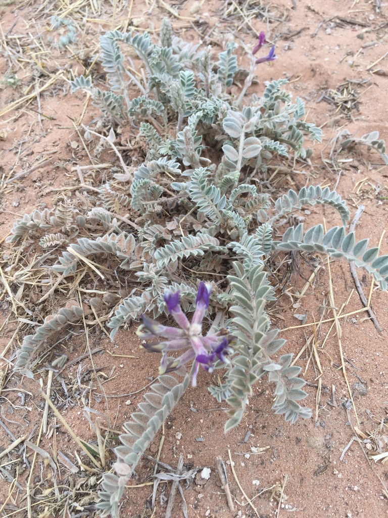 Woolly Locoweed from 2621–2679 E Seminole Hwy, Hobbs, NM, US on March ...