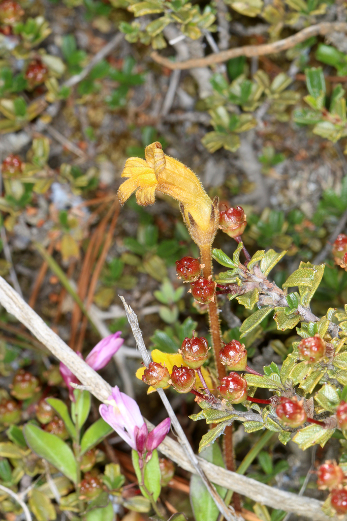 Galium broomrape from Del Norte County, CA, USA on May 22, 2021 at 07: ...