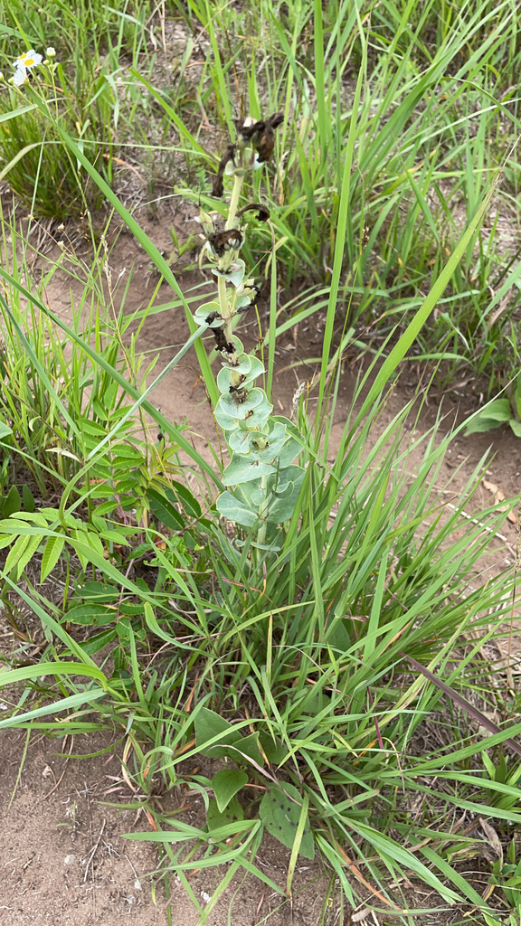 large-flowered beardtongue from Spring Green, WI, US on July 9, 2021 at ...
