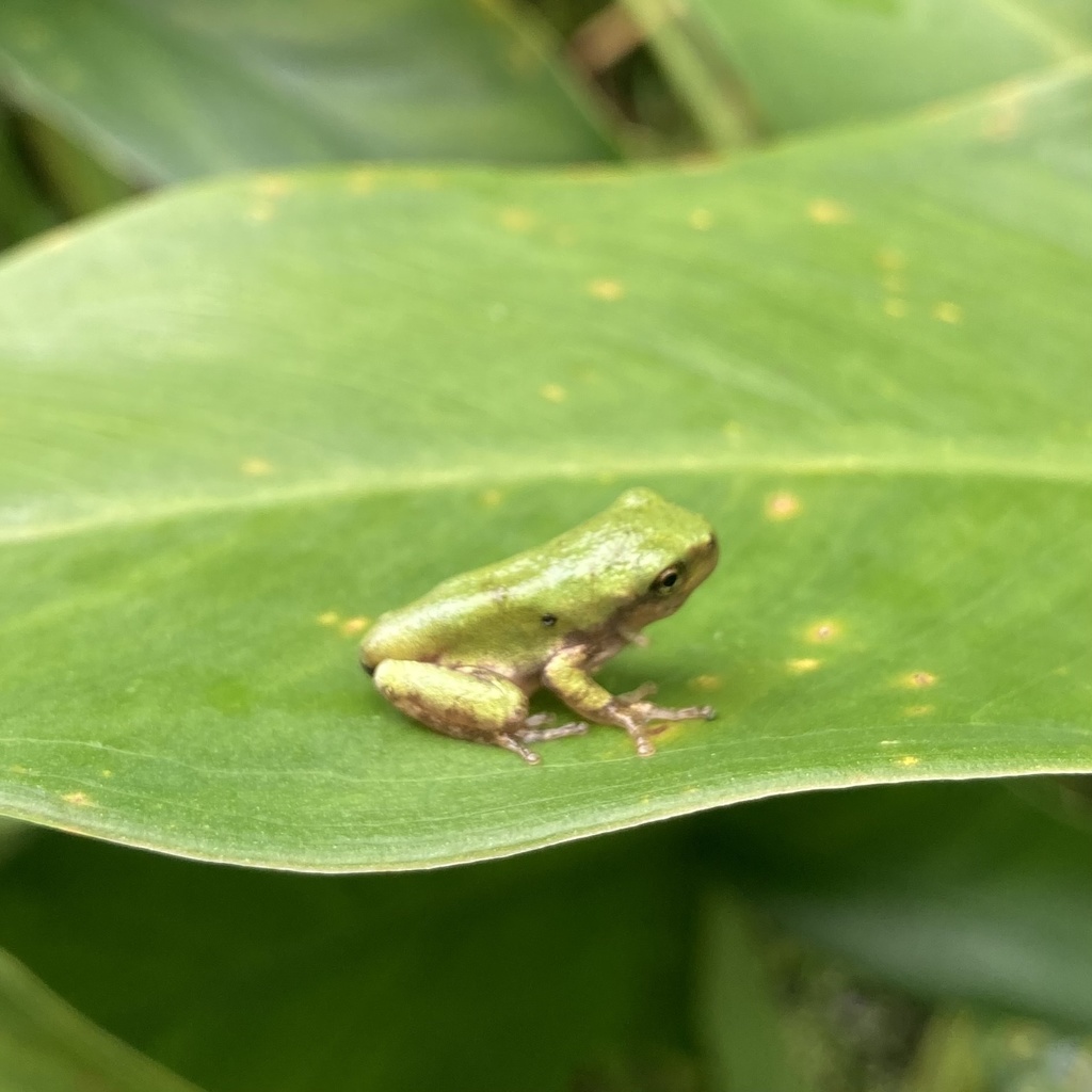 Gray Treefrog from LaGrange, OH, US on July 09, 2021 at 12:35 PM by ...