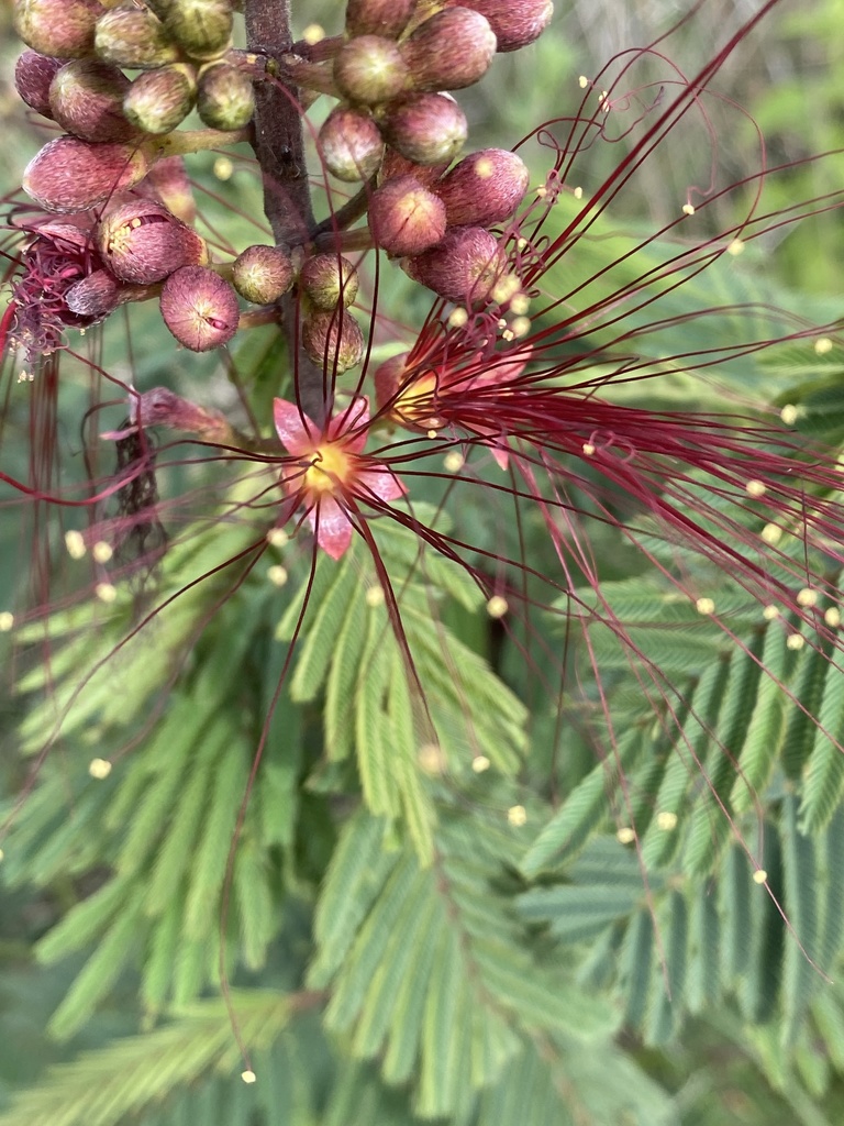 Calliandra houstoniana anomala from San Pedro Cholula, PUE, MX on July ...