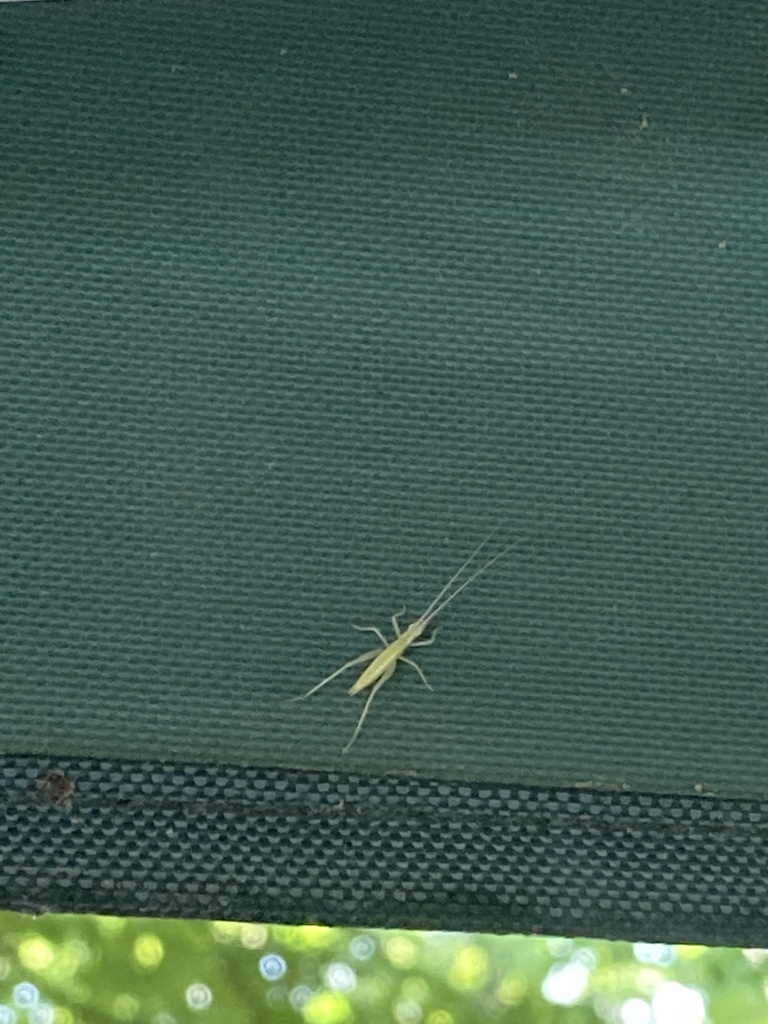 Common Tree Crickets from Hudson Ave, Tenafly, NJ, US on July 07, 2021 ...