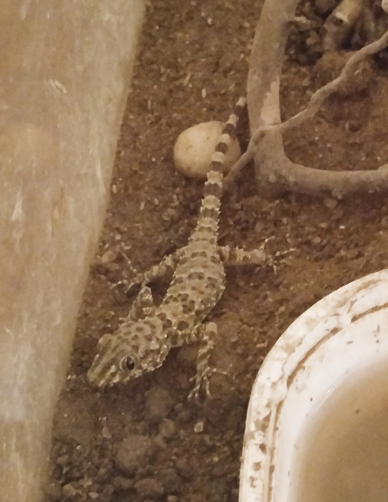 Caspian Bent-toed Gecko from Baku on July 10, 2021 at 08:29 AM by ...