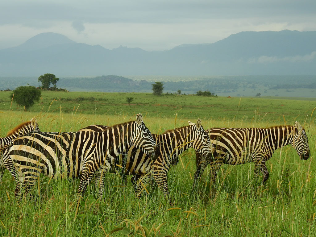 Maneless Zebra (Equus quagga borensis) - Know Your Mammals