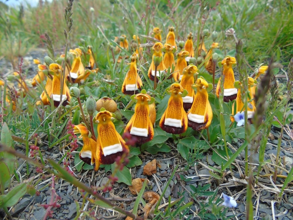 Darwin's Slipper from El Parque Nacional Los Glaciares, El Calafate ...