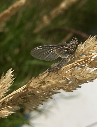 (Siphlonurus occidentalis)