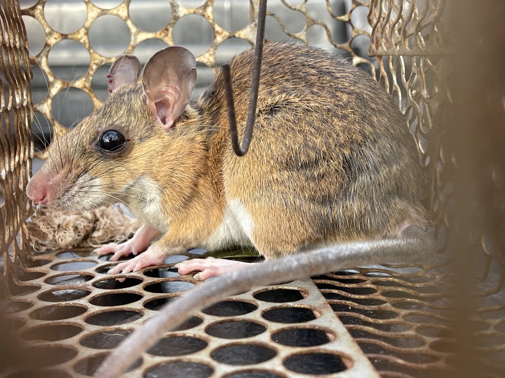 Red Spiny Rat from Soi Sut Sai-Matthawang Uthit, Amphoe Hat Yai ...
