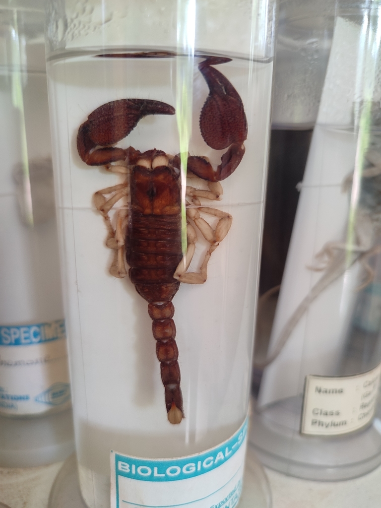 Heterometrinae from Paro, Bhutan on July 3, 2021 at 06:12 AM by Samten ...