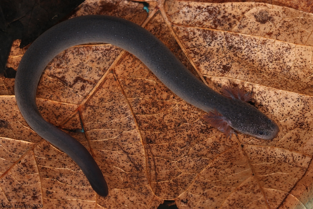 Lesser Siren in May 2020 by captainjack0000 · iNaturalist