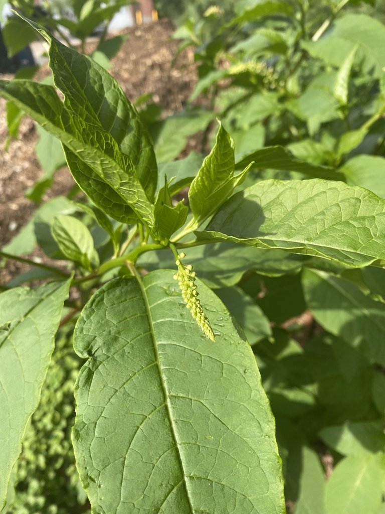 American pokeweed from N Sherman Ave, Maple Bluff, WI, US on July 10 ...