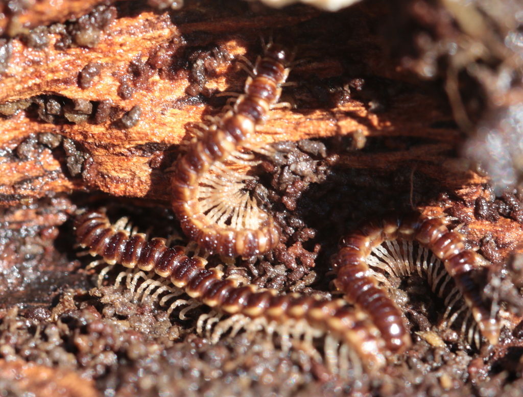 Greenhouse Millipede from Setúbal Municipality, Portugal on July 02 ...