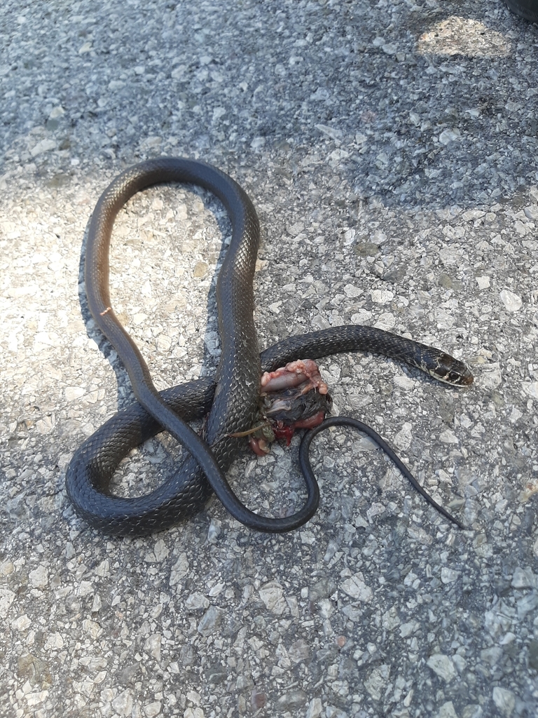 Green Whip Snake from 5283 Prapetno Brdo, Slovenija on July 10, 2021 by ...