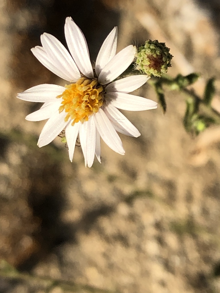 California Aster from Palm Springs, CA, US on July 10, 2021 at 07:39 AM ...