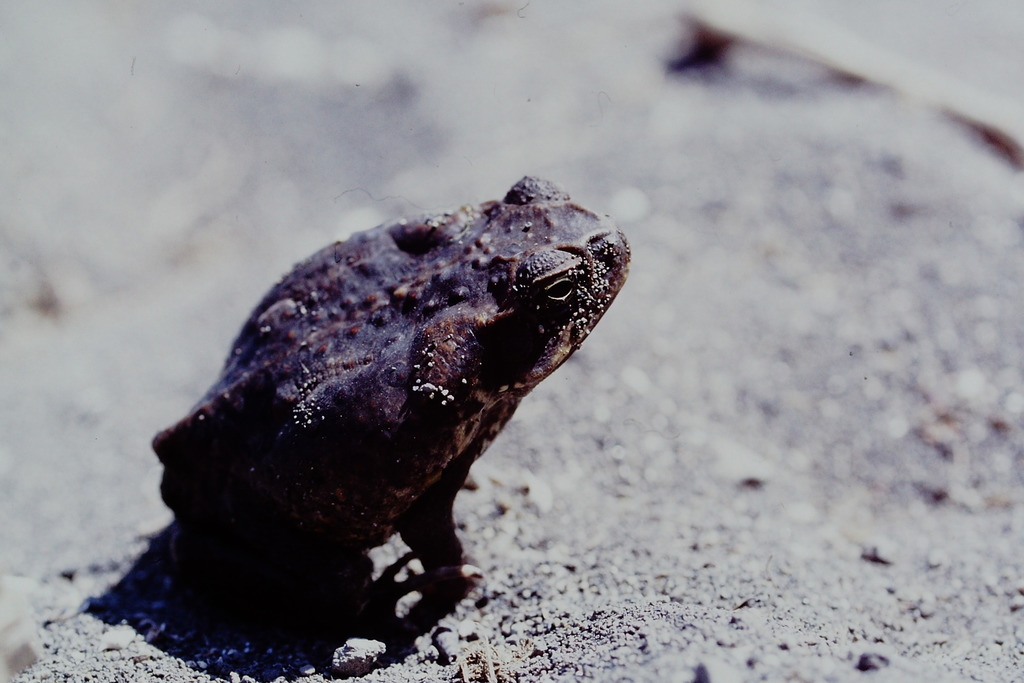 Cane Toad from Talisay, Batangas, 필리핀 on February 02, 2003 by Taewoo ...