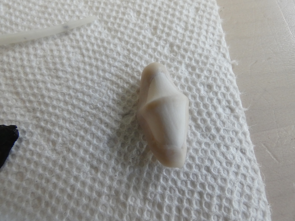 Fingerprint Cyphoma from Folly Island, Folly Beach, SC, US on July 10 ...