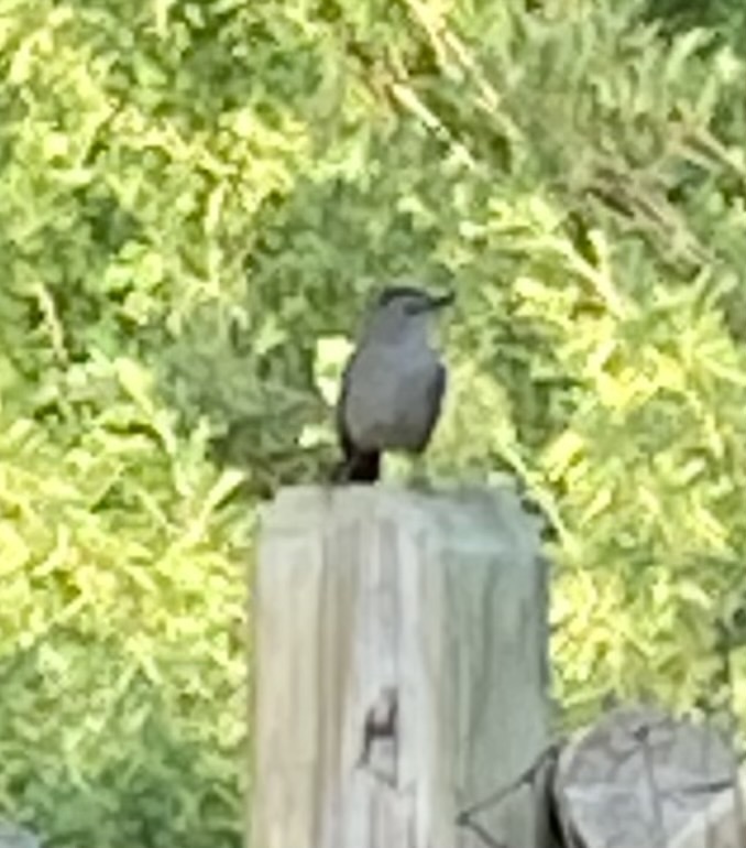 Gray Catbird from Quinn Creek Rd, Bozeman, MT, US on July 7, 2021 at 08 ...