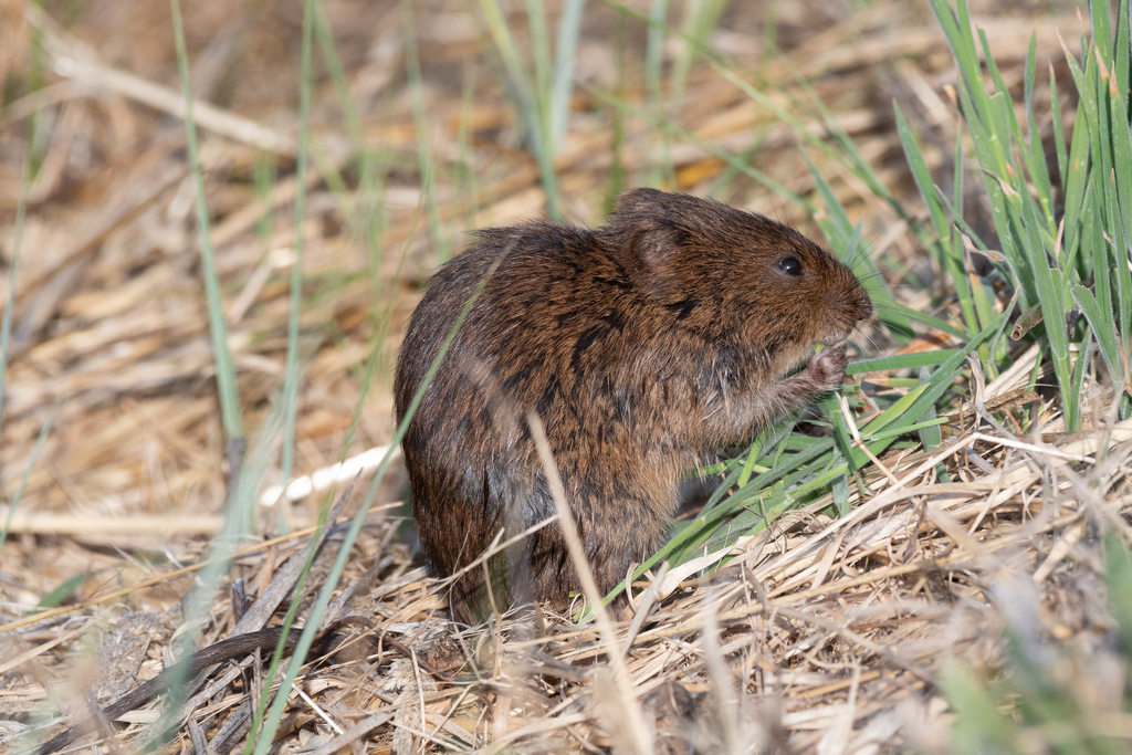 Southwestern Water Vole in July 2020 by ccnts · iNaturalist