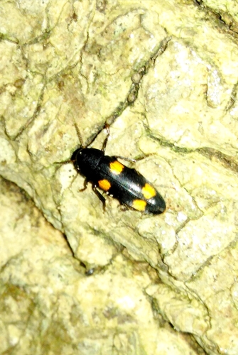 Dircaea australis · iNaturalist