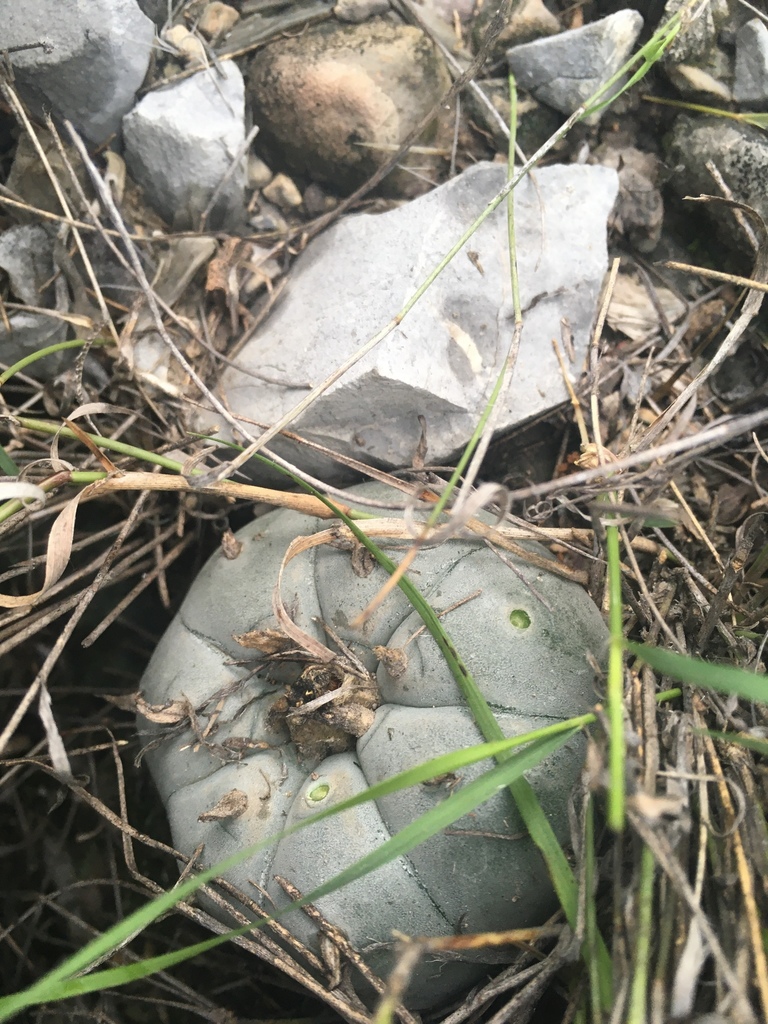 Peyote in July 2021 by Manuel Nevárez · iNaturalist